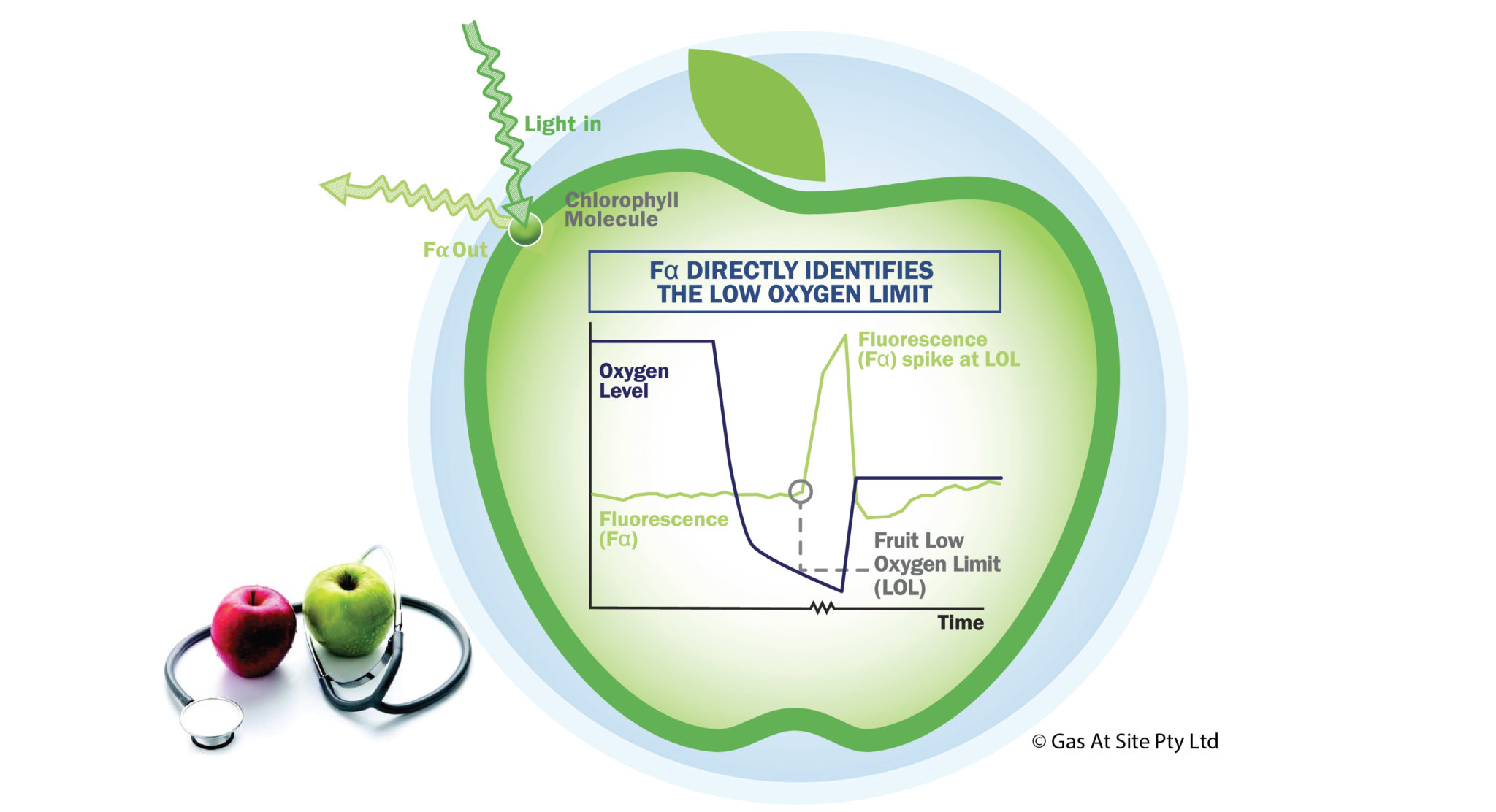 Dynamic Controlled Atmosphere (DCA) storage of fruits & vegetables
